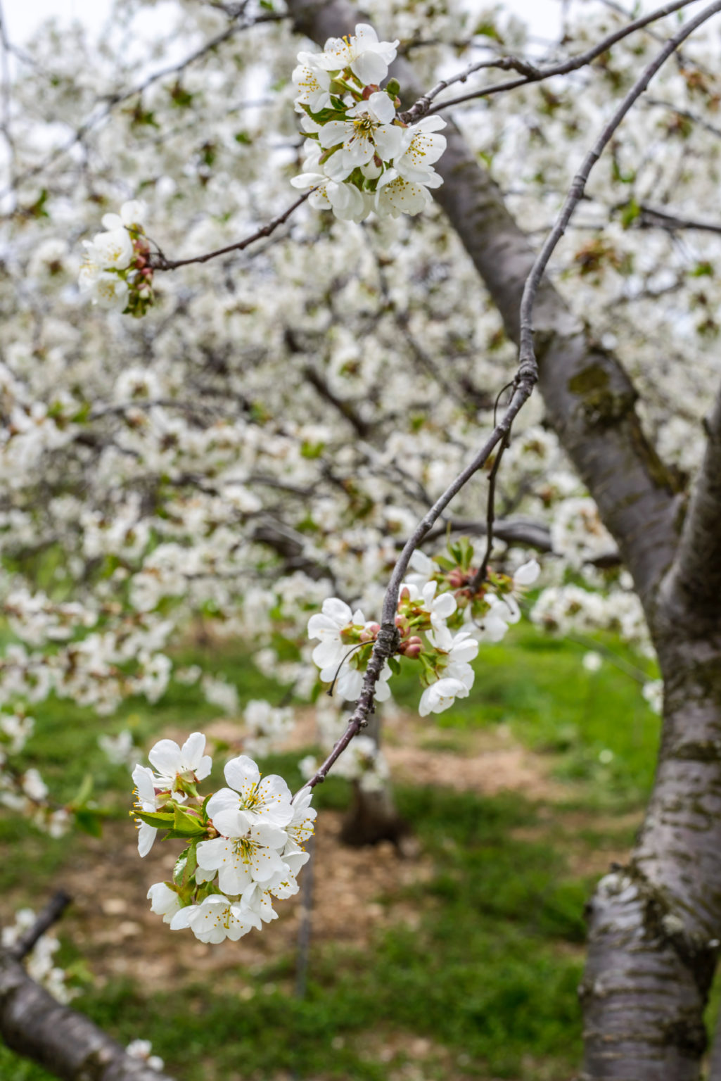 How to Spend Three Days in Door County, Wisconsin - Pasha is Home