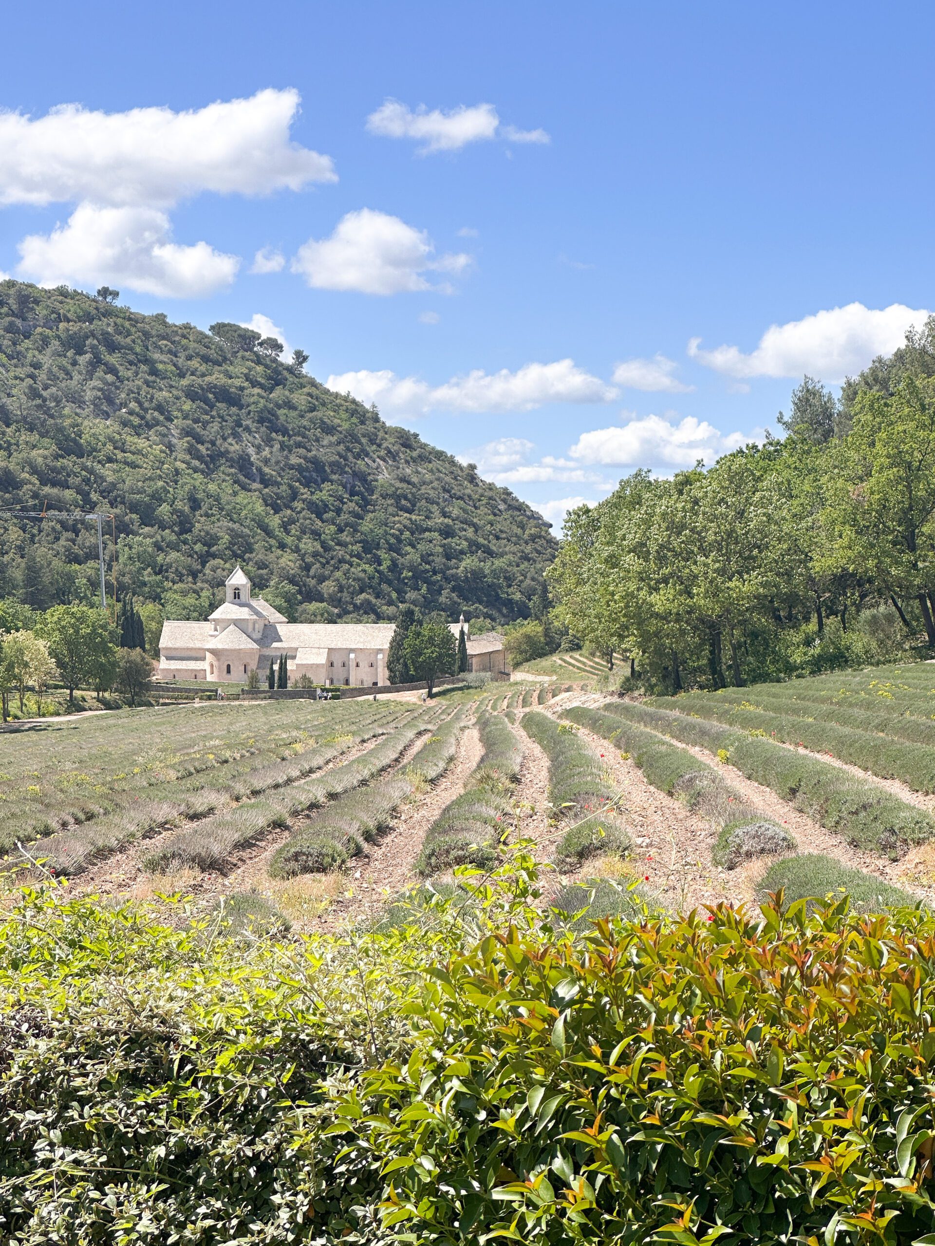 One Week in Provence France Without a Car - Pasha is Home